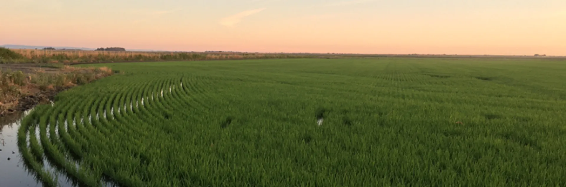 2021 Delta Rice Recap | UC Agriculture and Natural Resources