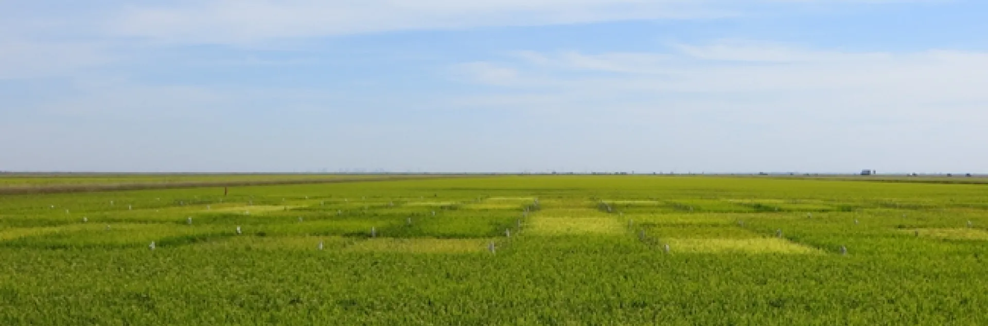 2021 Delta Rice Variety Trial Results | UC Agriculture and Natural ...