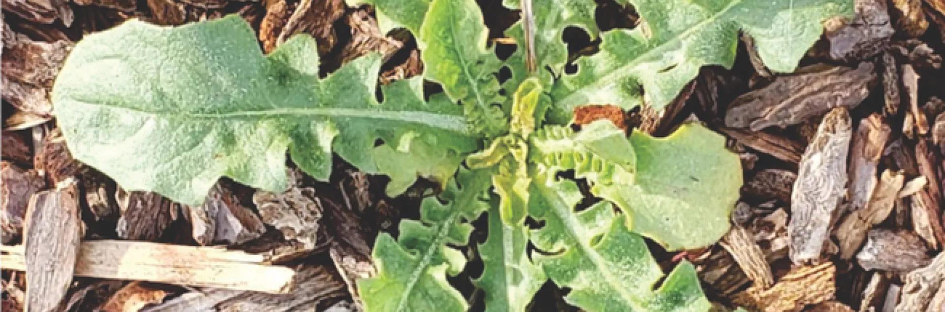 Weed Identification and Management | UC Agriculture and Natural Resources