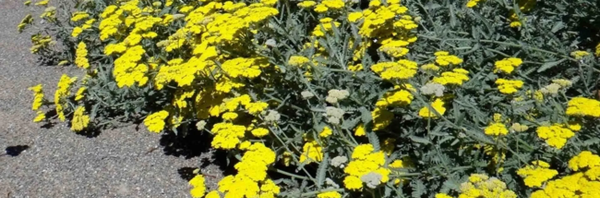 Firewise: Fire Resistant Plants | The Real Dirt