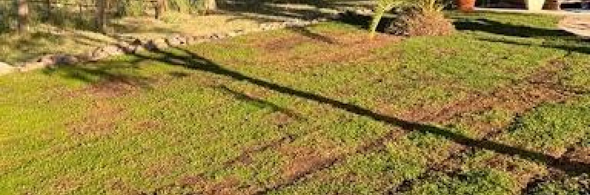 Kurapia | UC Agriculture and Natural Resources