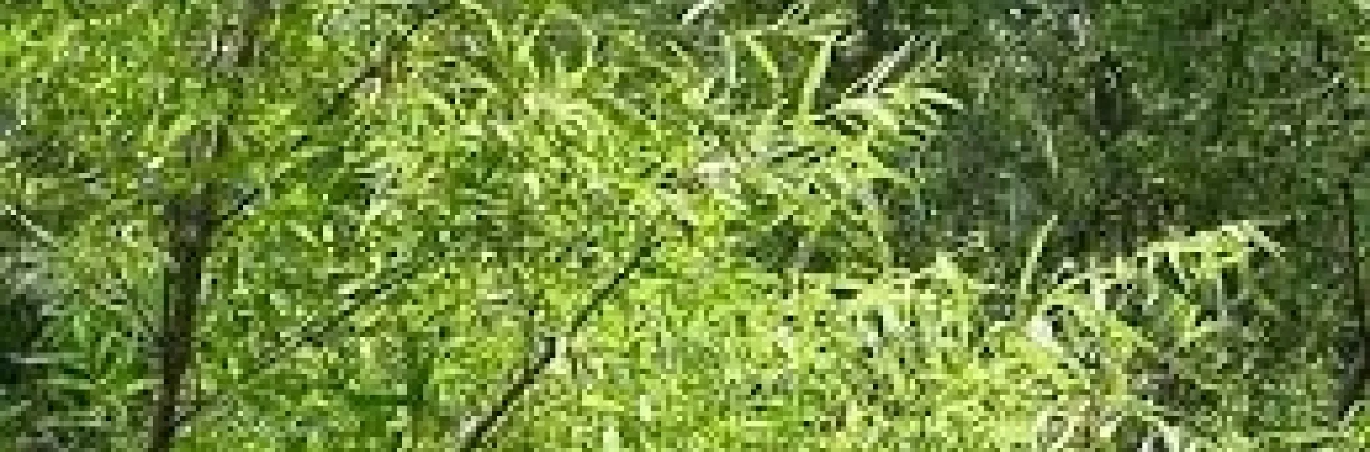 Another Way To Measure Tree Water Status | Topics in Subtropics