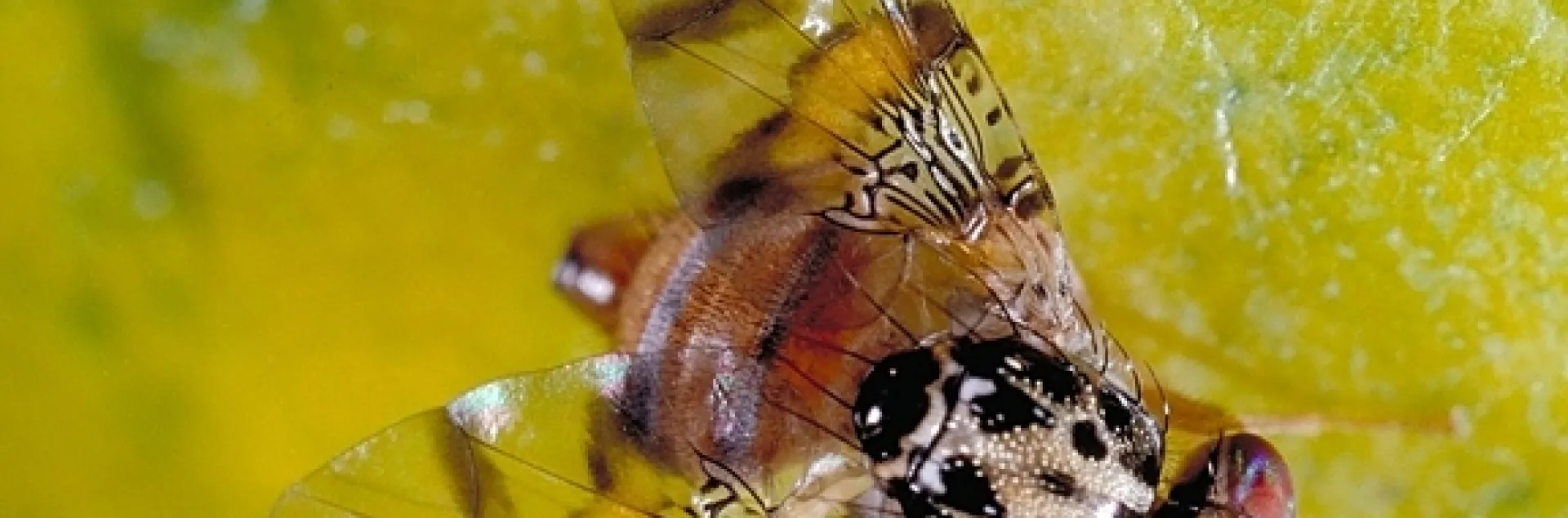 UC Davis Distinguished Professor James R. Carey: 'Conceptual Sweep of ...