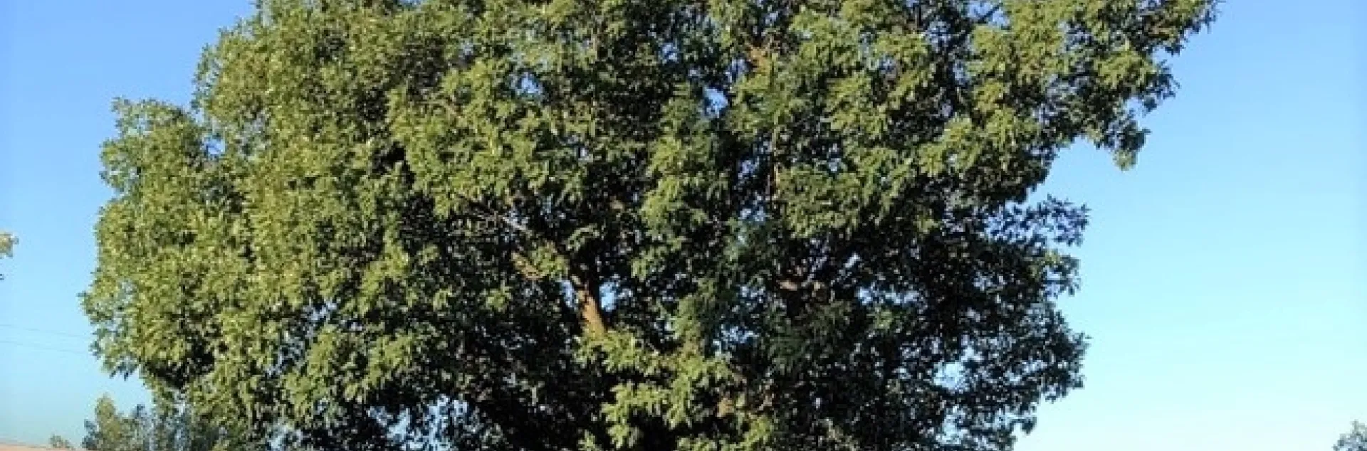 Trees and the California Drought | The Stanislaus Sprout