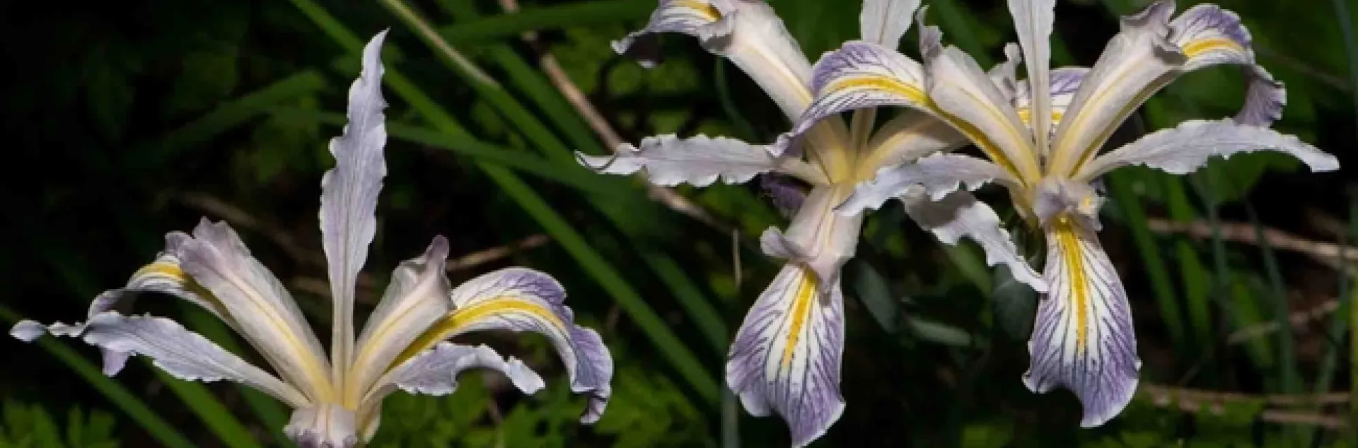 California Native Plant Society | UC Agriculture and Natural Resources