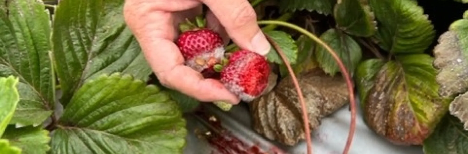 Fruit Sanitation in Strawberry and SWD | UC Agriculture and Natural ...