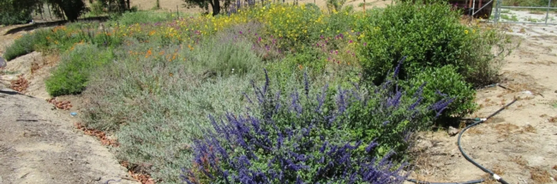 Pollinator Conservation Survey | UC Agriculture and Natural Resources