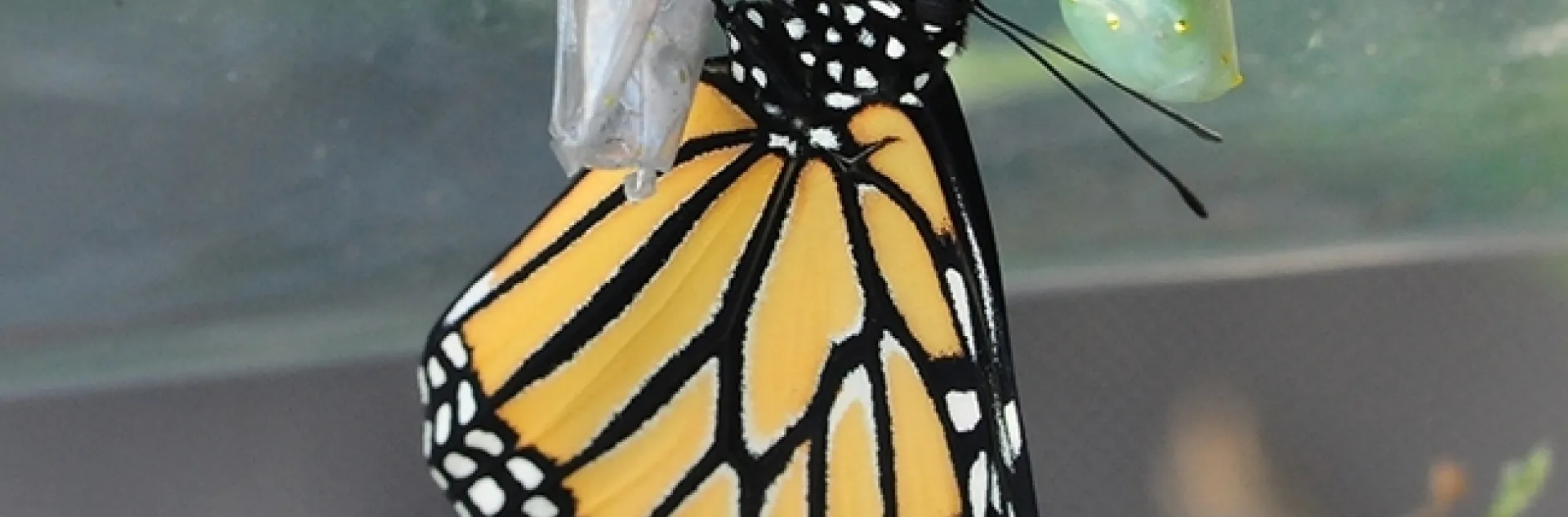 Free Monarch Butterfly Workshop Saturday, Oct 15! | UC Agriculture and Natural Resources