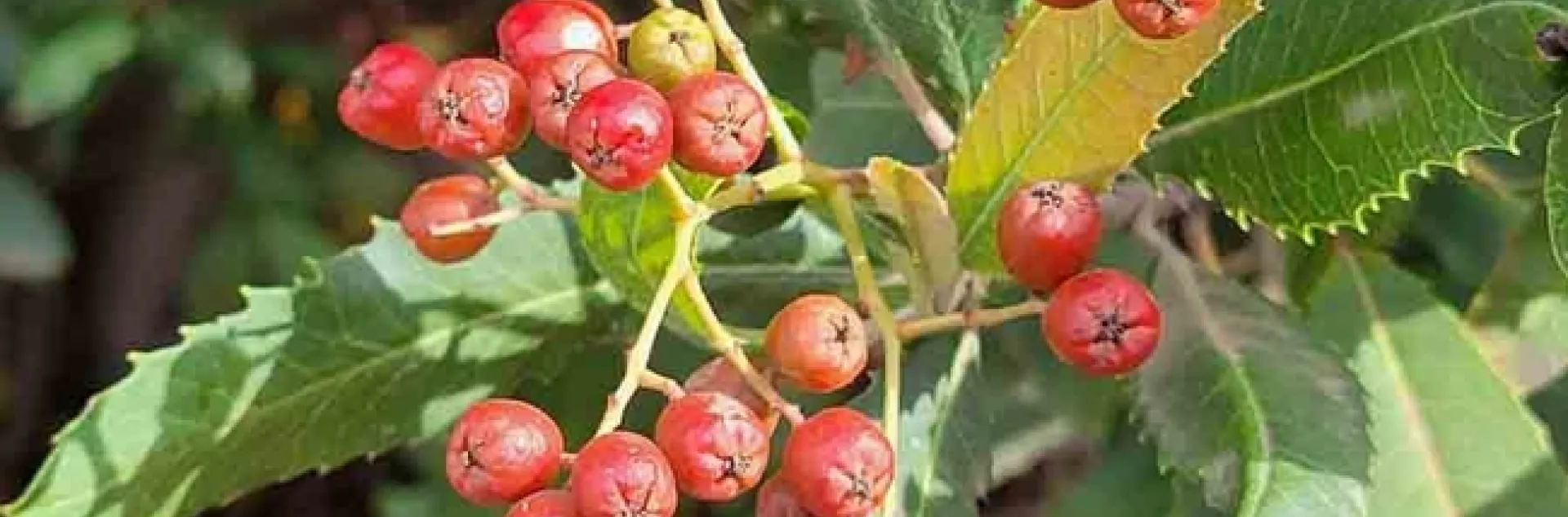 Native Plants that Thrive in Chico: Large Shrubs and Small Trees | UC ...