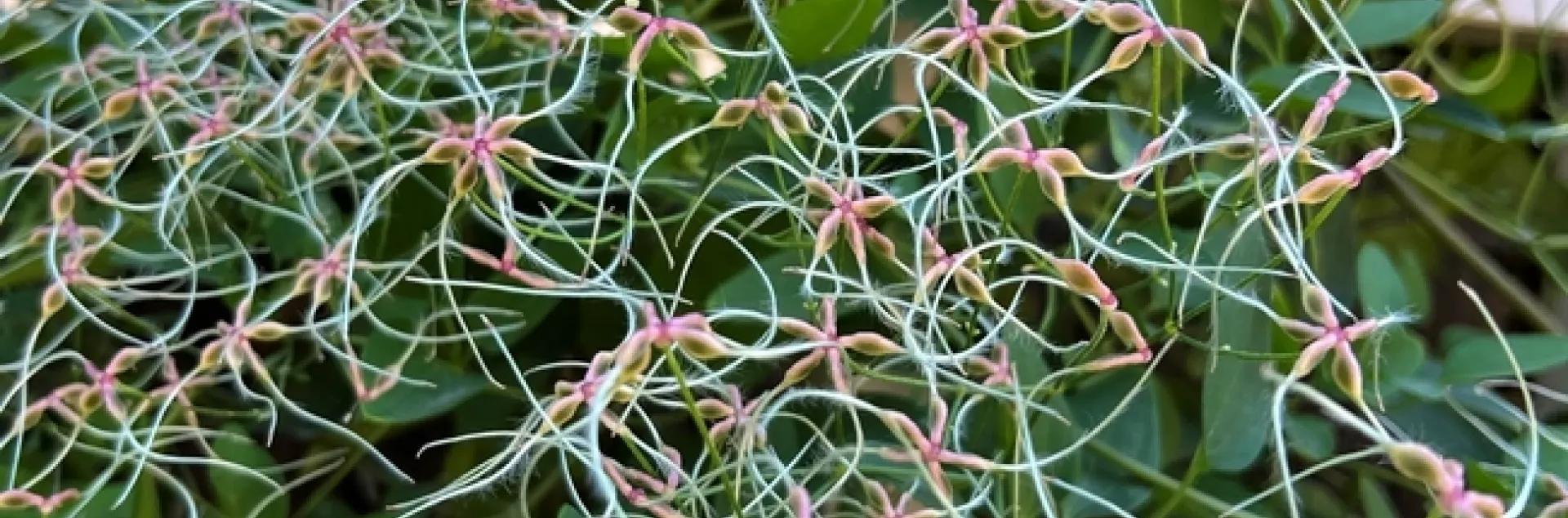 Mystery Plant Identification | UC Agriculture and Natural Resources