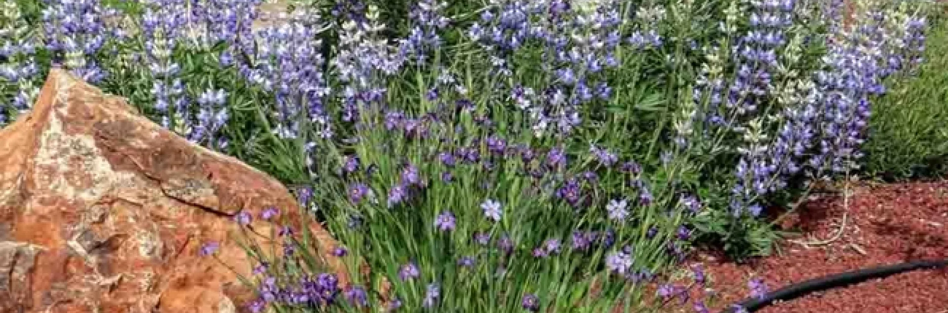 Native Shrubs that Thrive beside Chico’s Lindo Channel | UC Agriculture ...