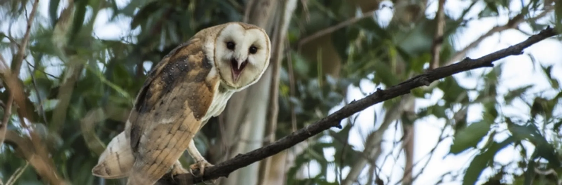 Study How Birds Work in Your Trees | UC Agriculture and Natural Resources