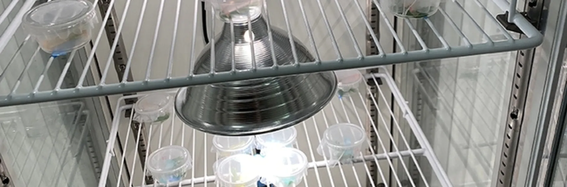 Gary Ge: Researching the Cold-Adapted American Apollo Butterfly | UC ...