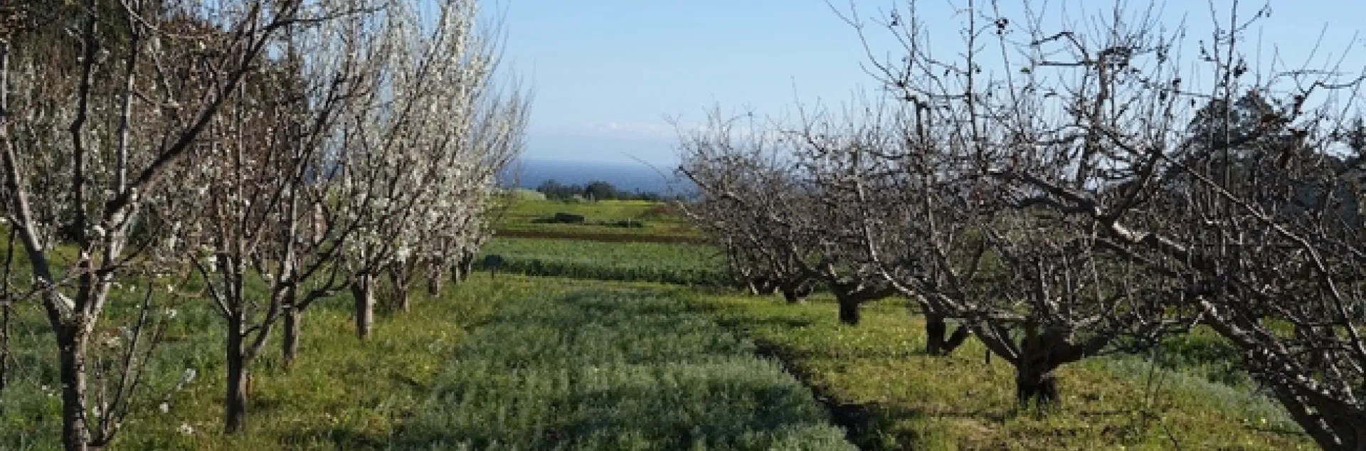 Deciduous Fruit Tree Production Course | UC Agriculture and Natural ...