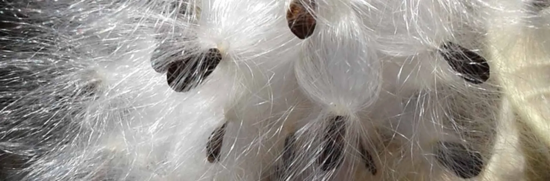 Magical, Mysterious Seeds | UC Agriculture and Natural Resources