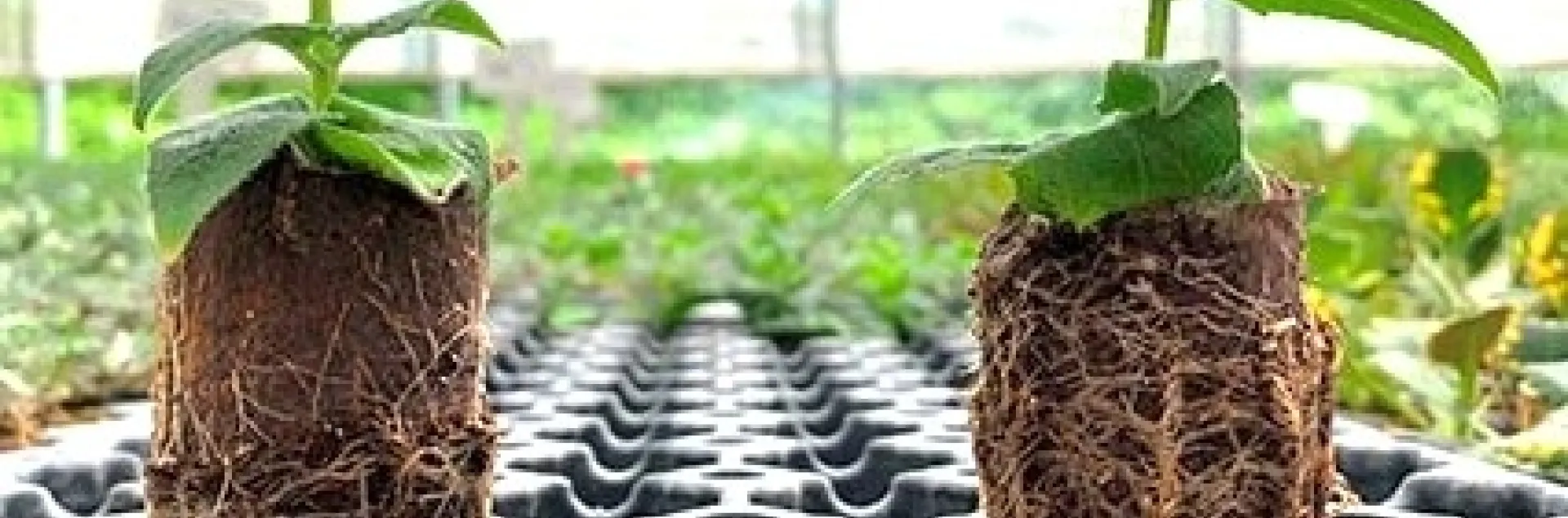 Mycorrhizae: An Underground Support Network for Trees | Topics in ...