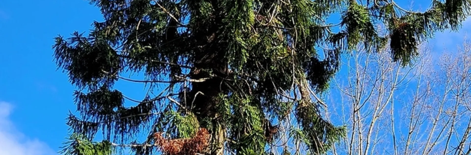 The Bunya-Bunya Nut, a killer or just plain delicious? | UC Agriculture ...