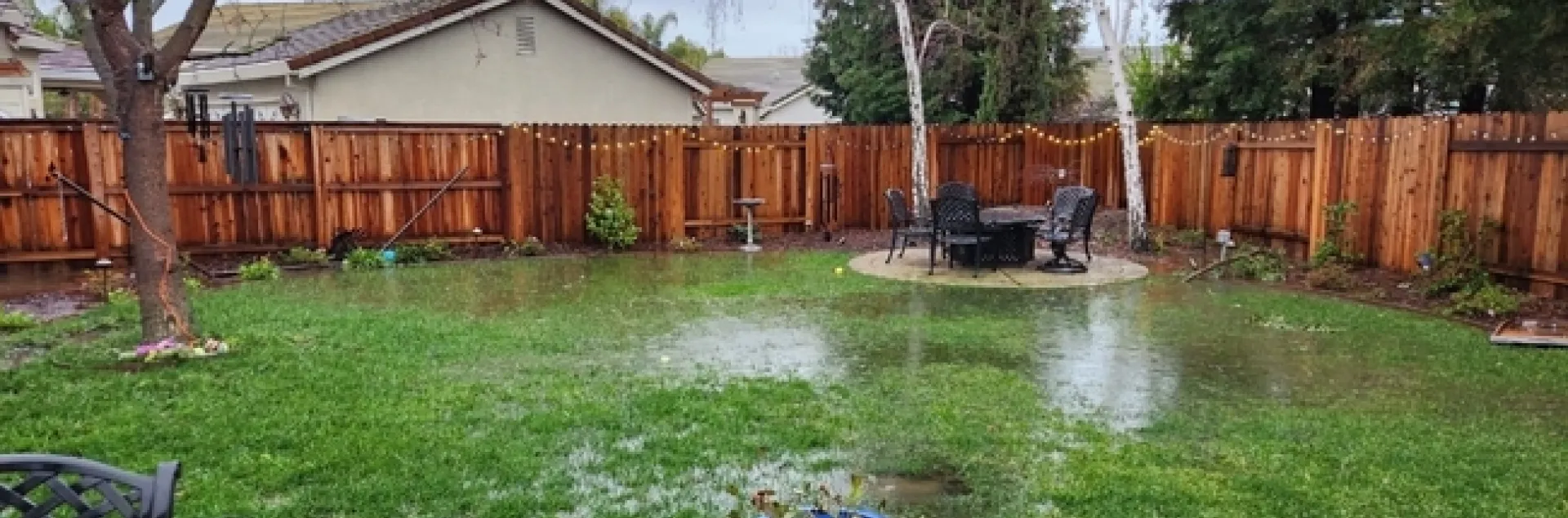 Cómo cuidar las plantas dañadas por las inundaciones | UC Agriculture ...
