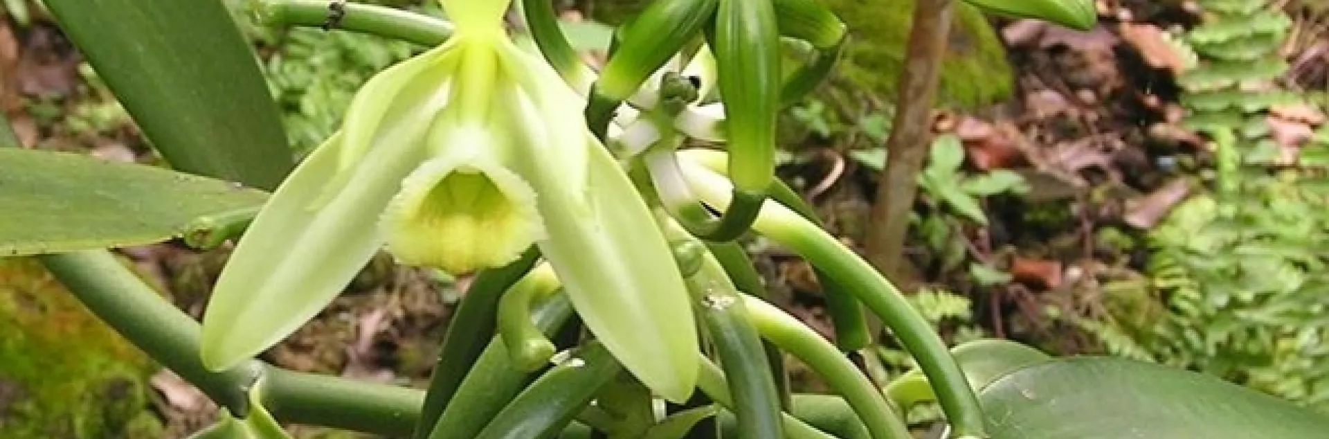 Herb Study - Vanilla | UC Agriculture and Natural Resources
