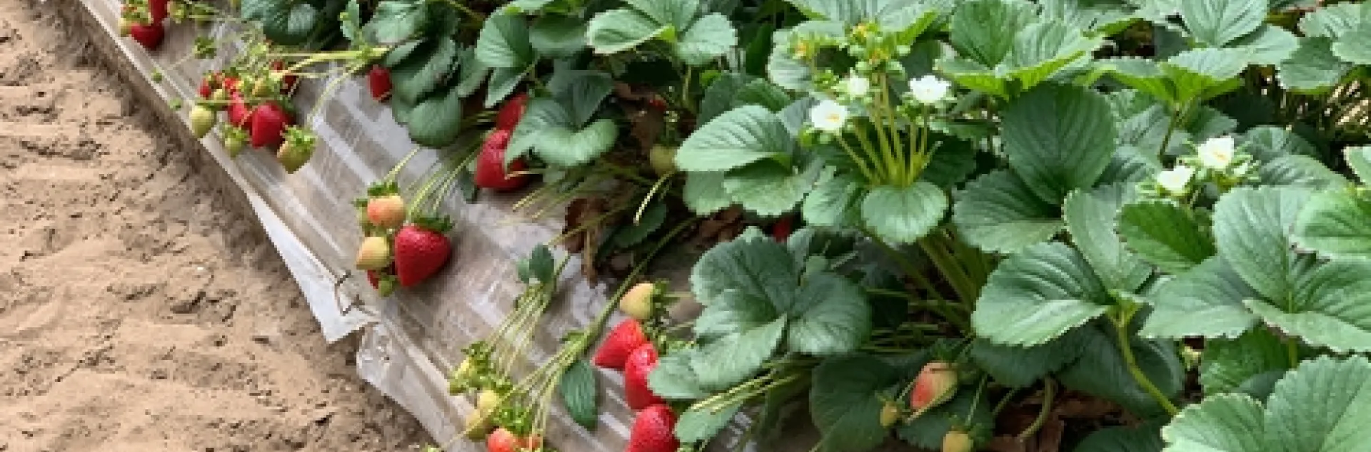 Strawberry Field Meeting May 9 | UC Agriculture and Natural Resources
