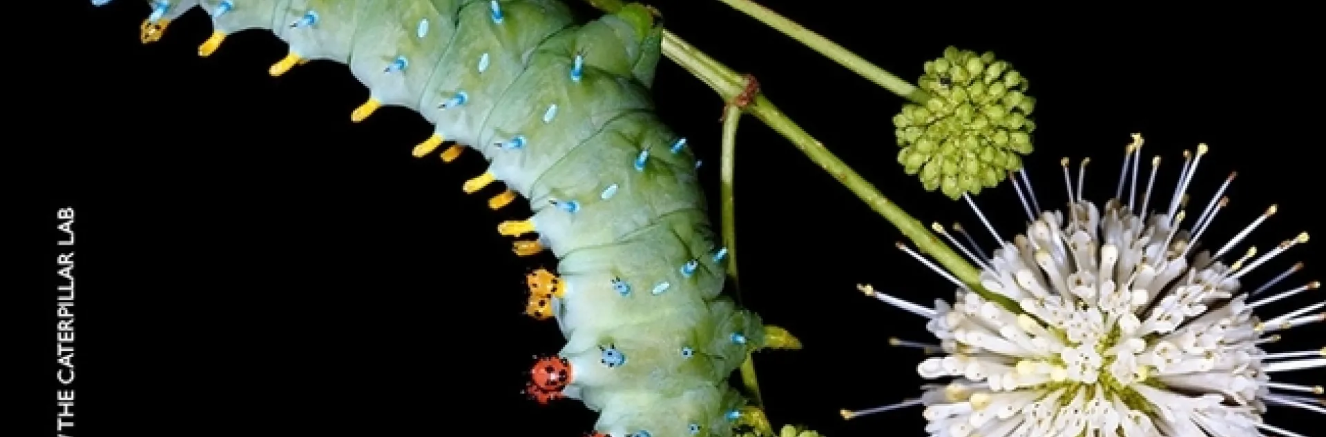 Inside the World of Caterpillars with Sam Jaffe of The Caterpillar Lab ...