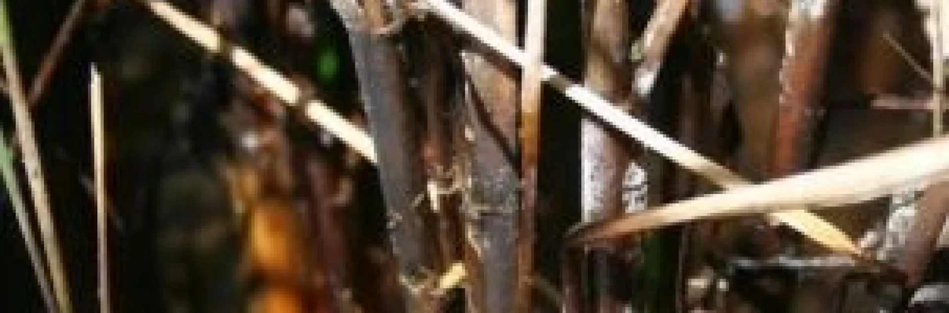 Stem Rot Management Update | UC Agriculture and Natural Resources