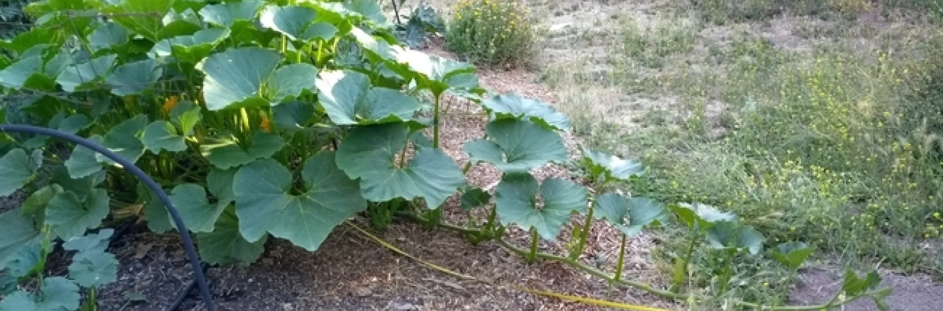 Field Test Review of Winter Squash | UC Agriculture and Natural Resources