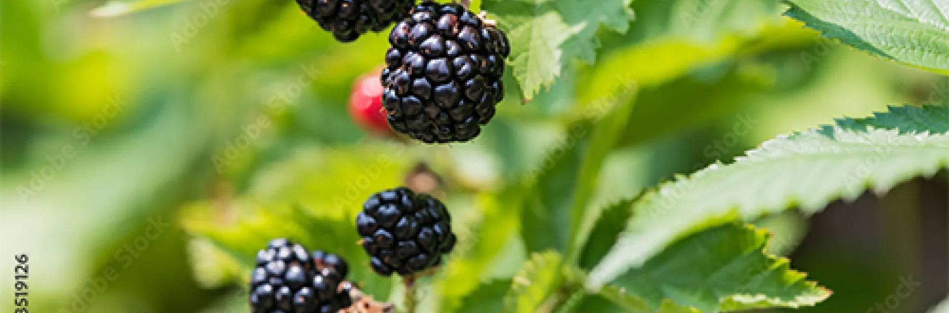 Small Spaces: Growing Berries in Containers | UC Agriculture and ...