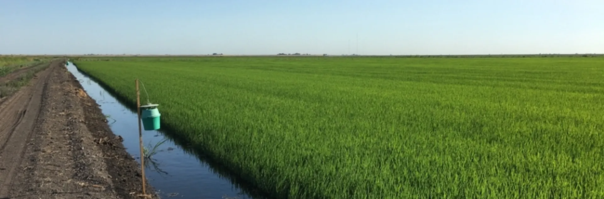 2023 Delta Rice Armyworm Monitoring | UC Agriculture and Natural Resources