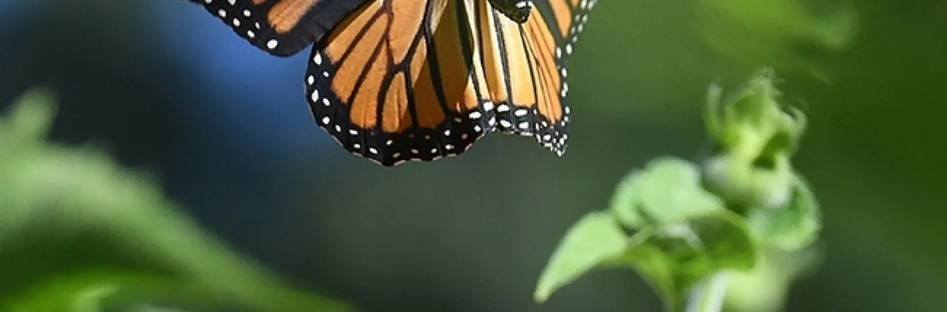 Ready for the 7th Annual International Monarch Monitoring Blitz? | UC ...