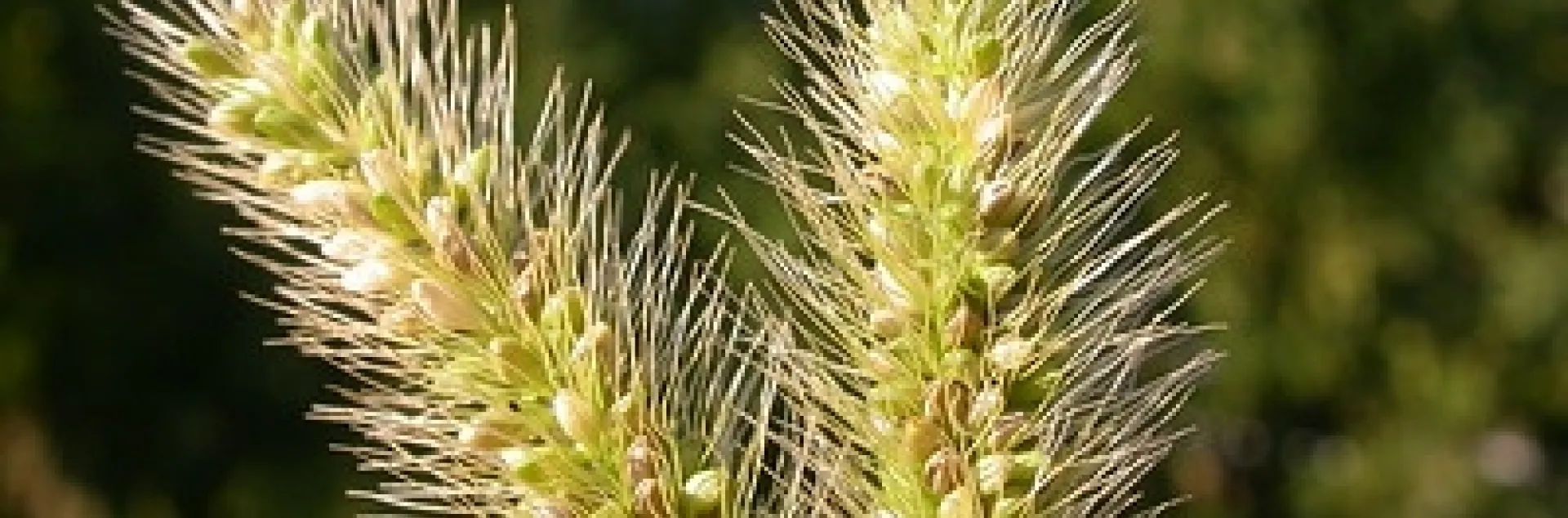 Foxtails | UC Agriculture and Natural Resources