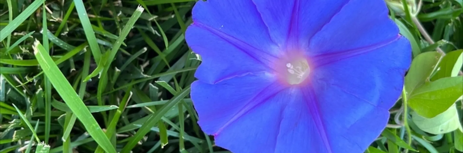 Where Did My Groundcover Go? | UC Agriculture and Natural Resources