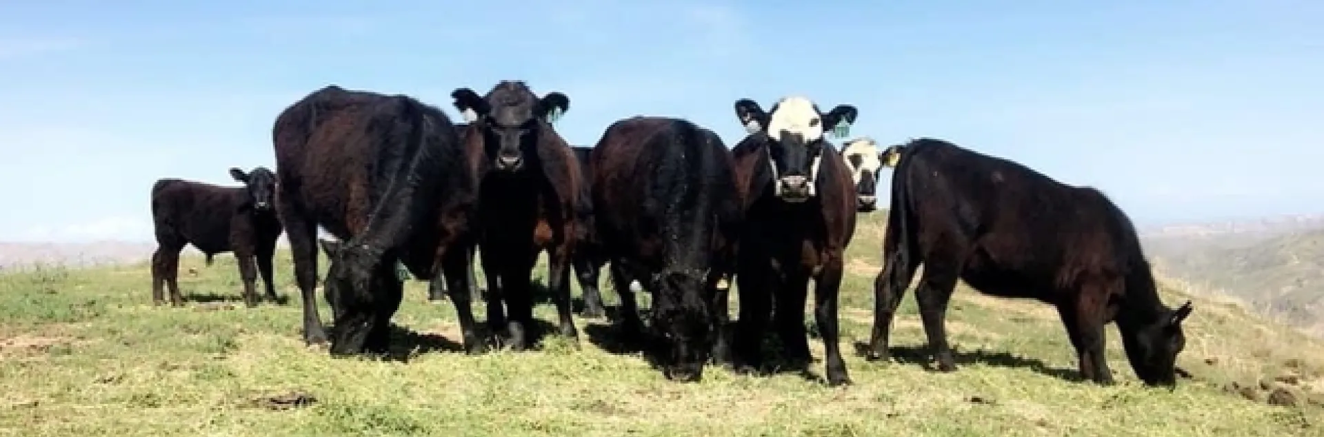 San Benito County Livestock Pass Program Training - September 25 | UC ...