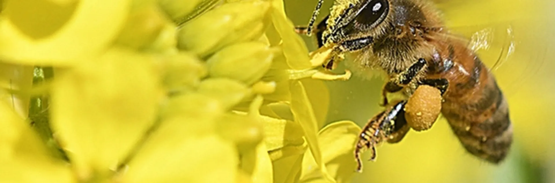 Learn About Bee-Flower Interactions from U.S. Forest Service Research ...