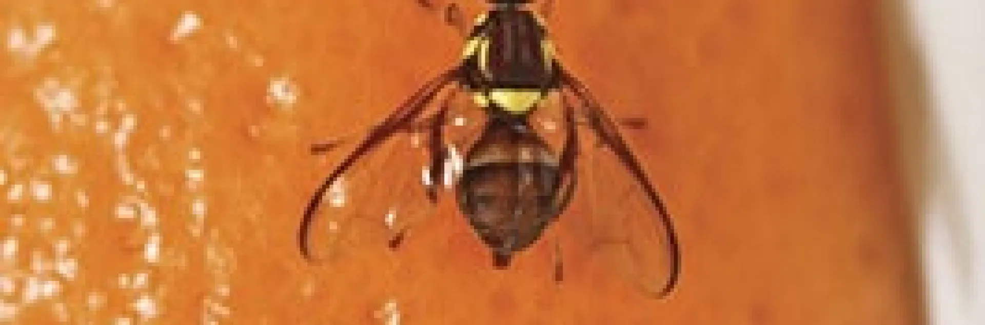 Fruit Fly from Down Under | UC Agriculture and Natural Resources