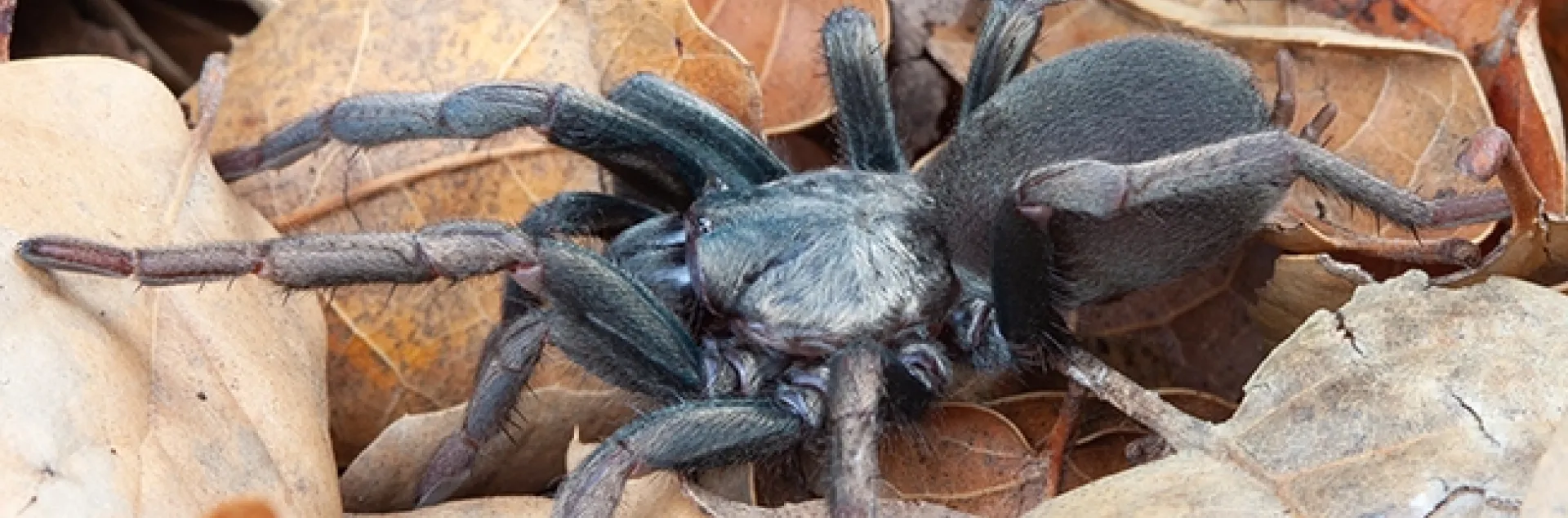 Gotta Love Those Spiders | UC Agriculture and Natural Resources