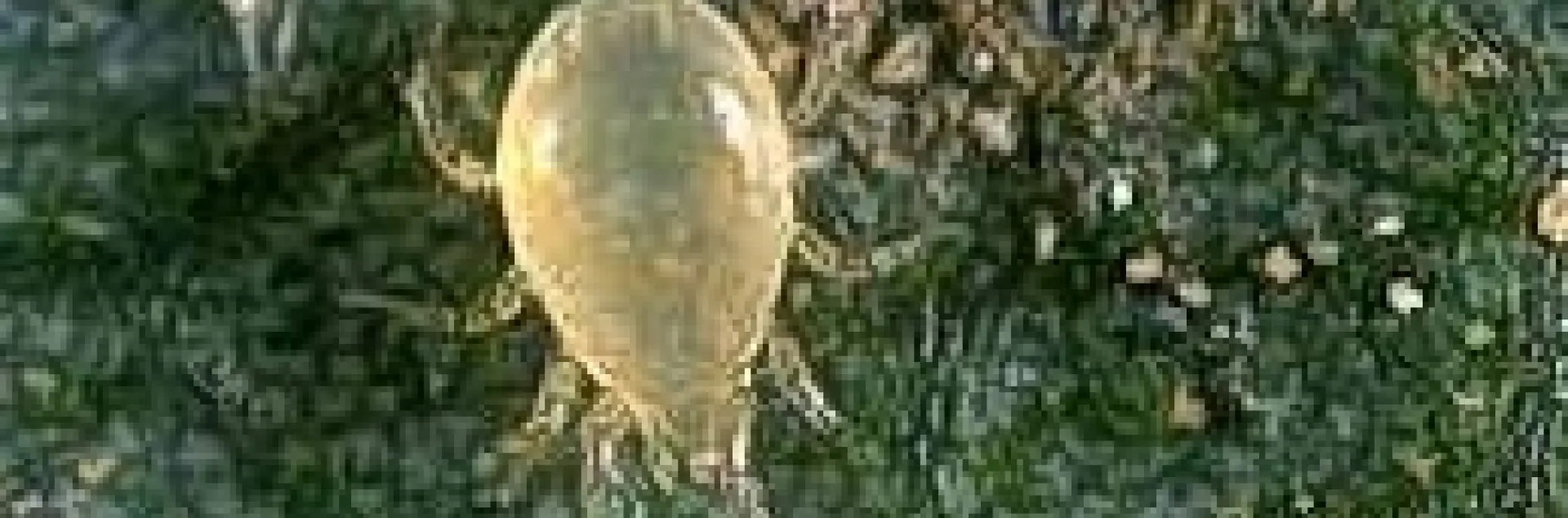 Guide to Predatory Mites | UC Agriculture and Natural Resources