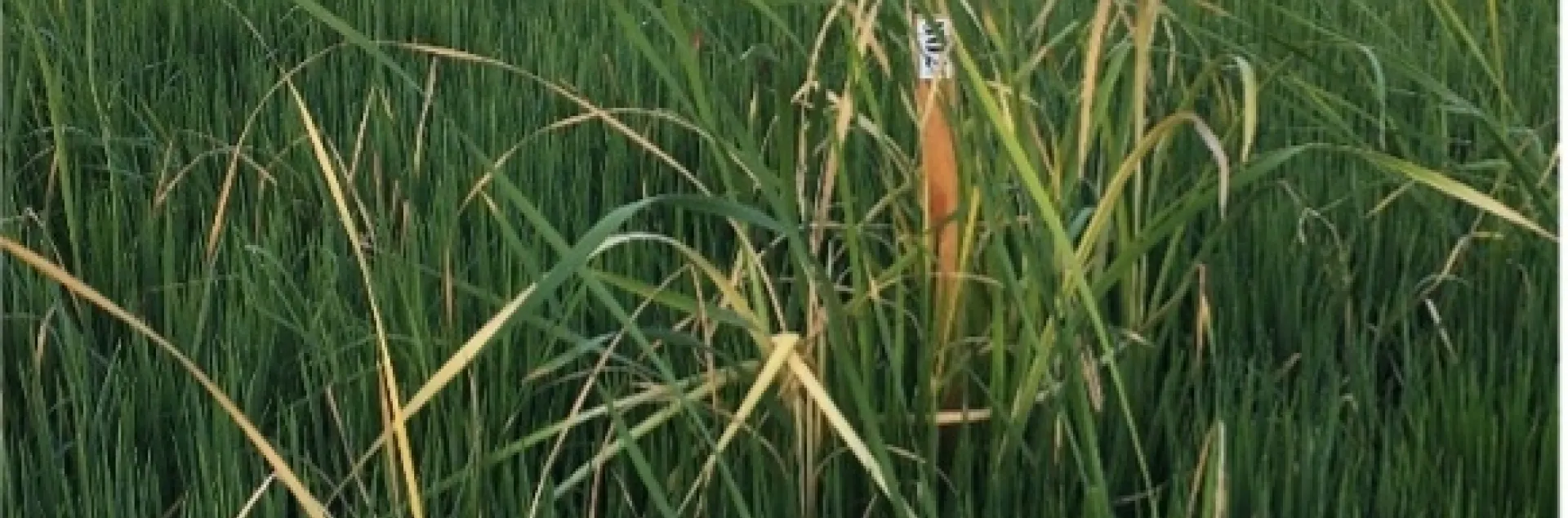 2023 Delta Rice Recap | UC Agriculture and Natural Resources