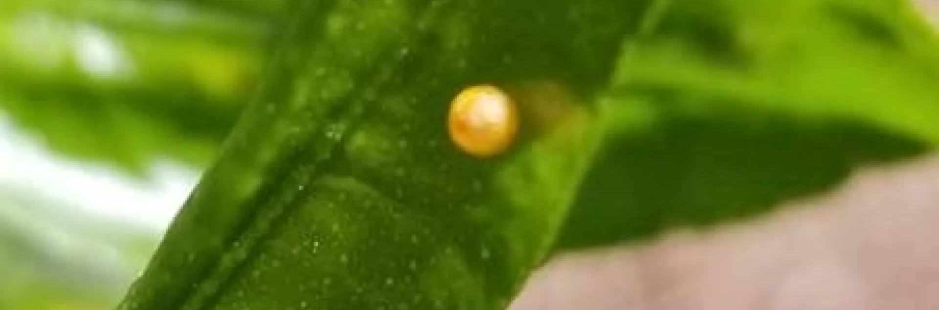 Invasive Species and Climate Change | UC Agriculture and Natural Resources