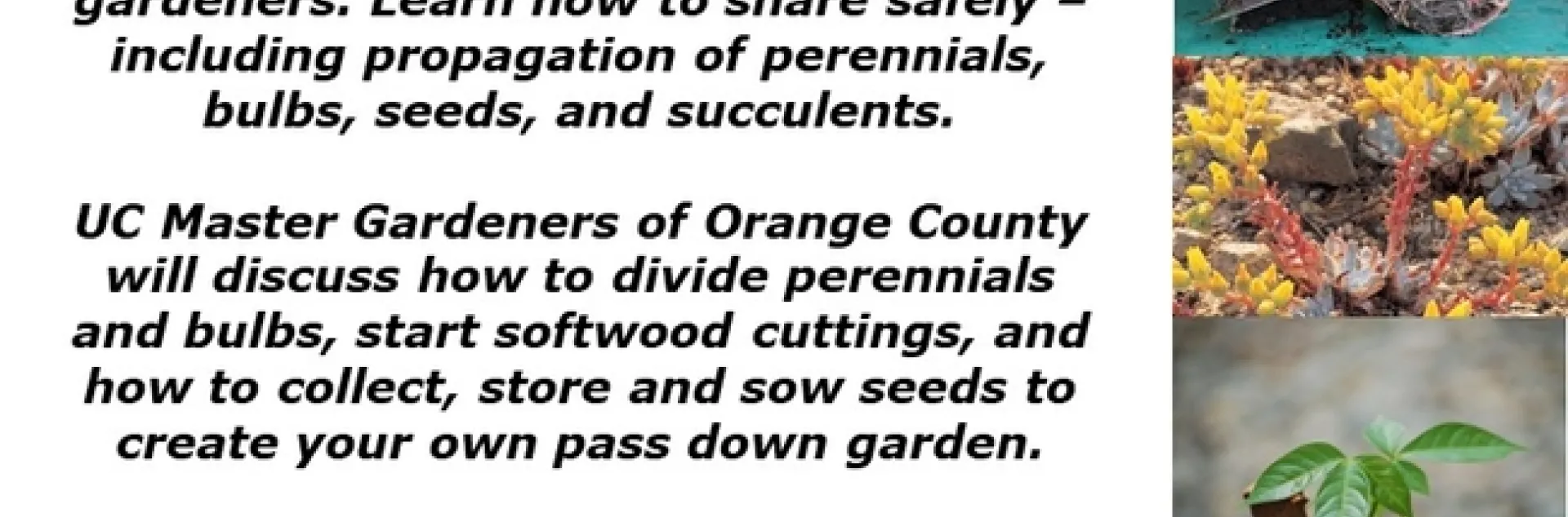 Passing Down Green Wisdom: UC Master Gardeners Reveal the Techniques ...