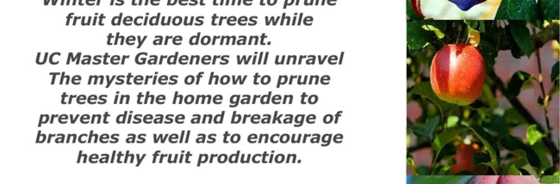 Trim, Train, Thrive: UC Master Gardeners Show You the Ropes of Winter Fruit Tree Pruning | UC ...