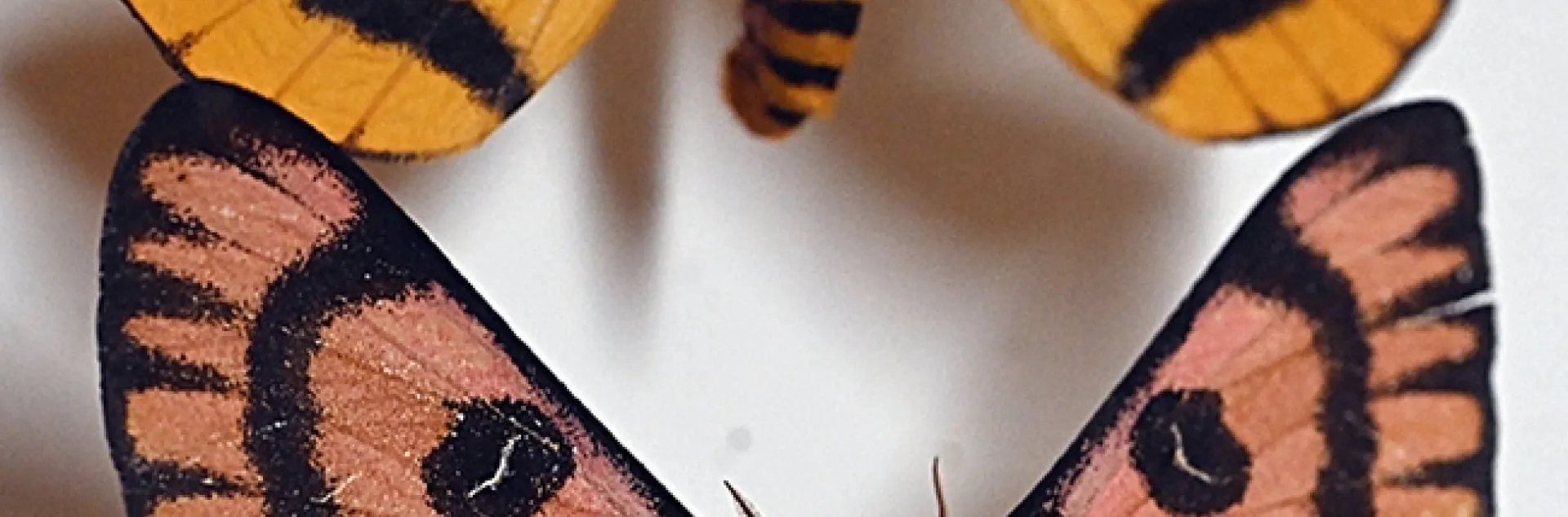 Sheep Moths Draw Attention at Bohart Museum of Entomology Open House ...