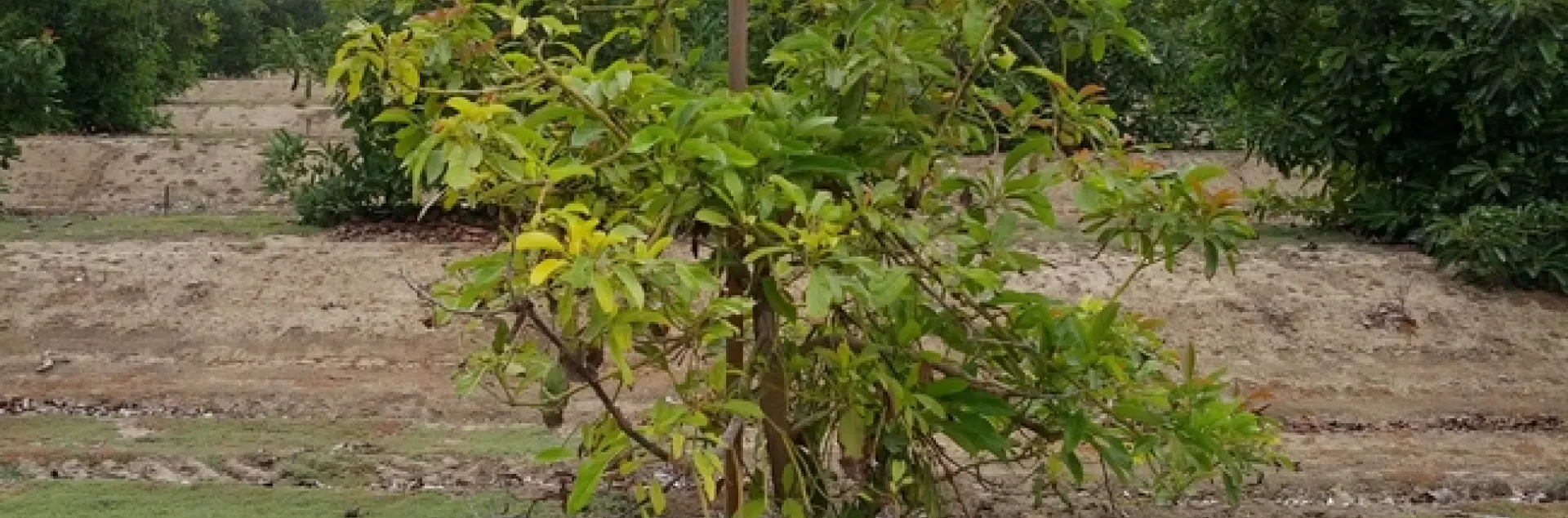 Avocado Root Rot Survey | UC Agriculture and Natural Resources