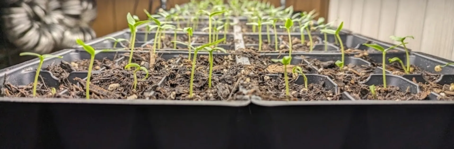 Growing Peppers from Seed: Part 2 – Potting Seedlings, the Hardening ...
