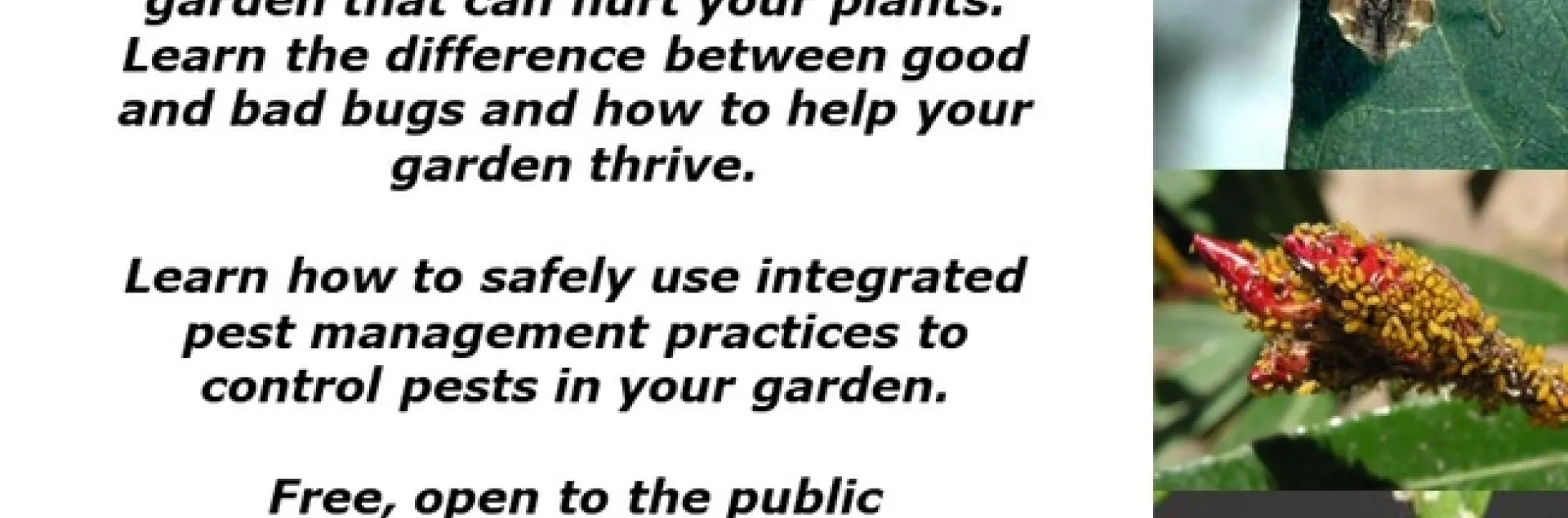 Garden Pests: Know Your Enemies, Save Your Plants | UC Agriculture and ...