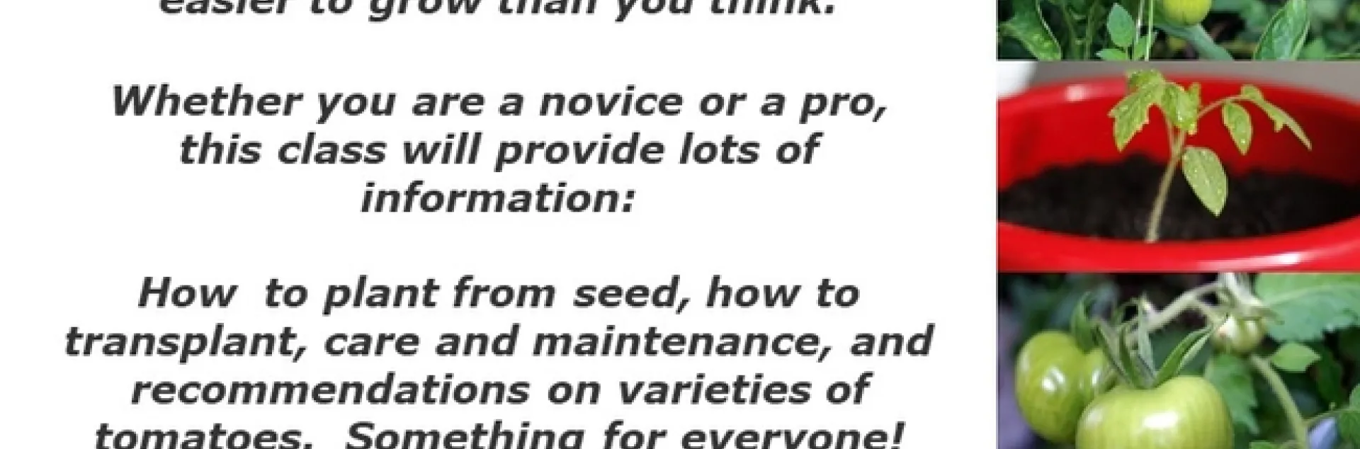 Calling All Tomato Lovers: Learn from Seed to Harvest at Our Tomato A-Z ...