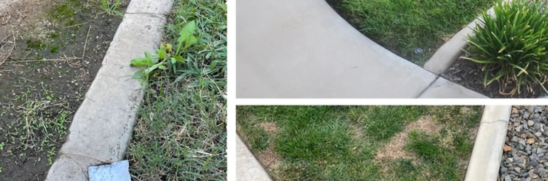 Strategic Placement of Ant Baits | Pests in the Urban Landscape