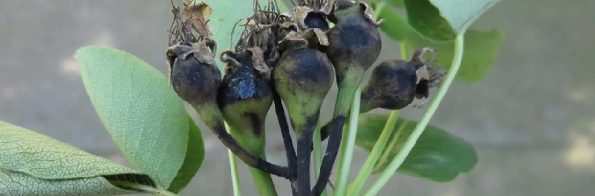 It’s Fire Blight Season! | UC Agriculture and Natural Resources