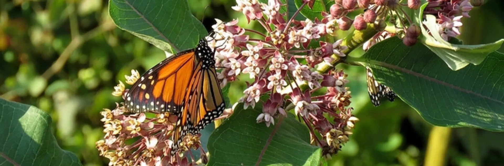 Support monarch butterflies by planting native milkweed | Fresno ...