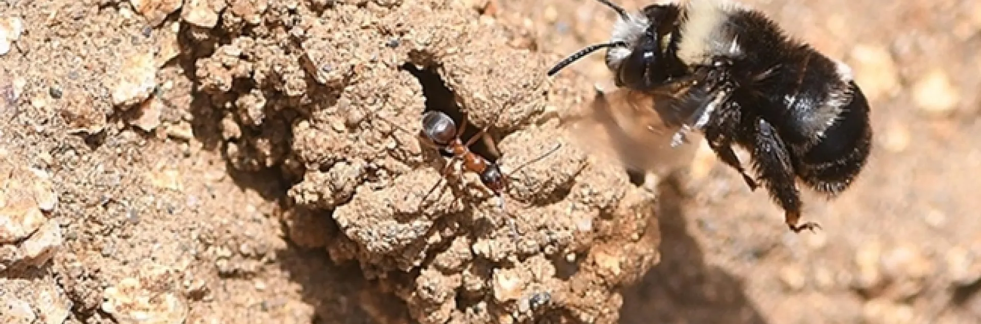 Digging the Digger Bees and the Newly Published Research | UC ...